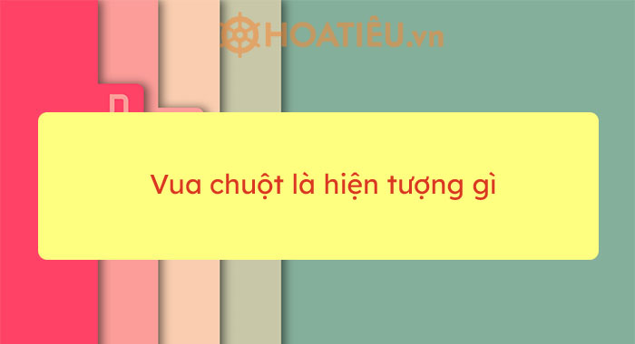Vua chuột là gì? - Vua chuột là hiện tượng gì - HoaTieu.vn