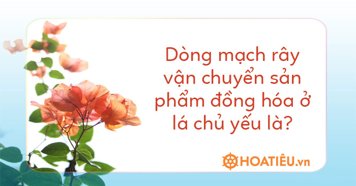 Dòng mạch rây vận chuyển sản phẩm đồng hóa ở lá chủ yếu là? - HoaTieu.vn