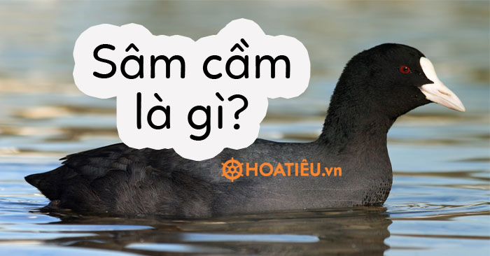 Sâm cầm là gì? Món ăn dâng vua thời xưa có gì đặc biệt? - HoaTieu.vn