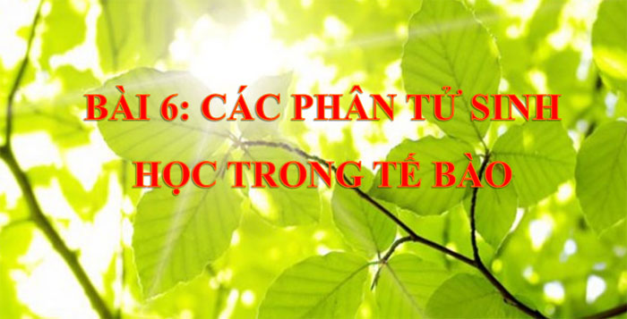 Giáo án điện tử Sinh học 10 CTST Bài 6: Các phân tử sinh học trong tế bào
